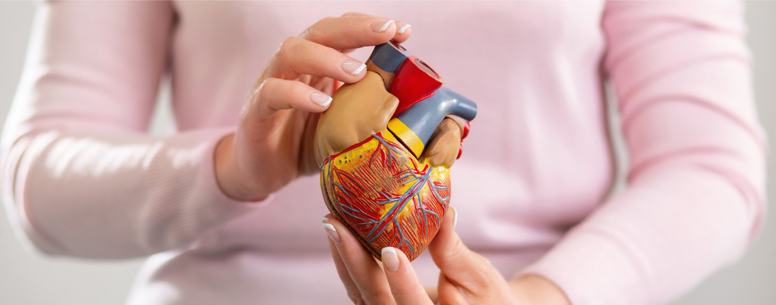 Coração - Um orgão incansável